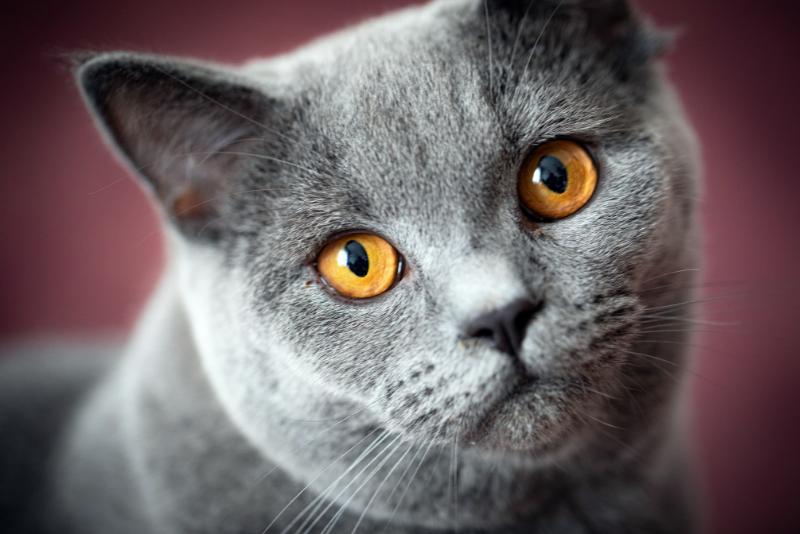 British Shorthair Cat – a teddy bear with a big heart – Dr Malou
