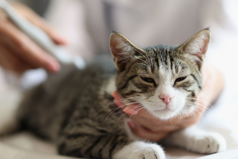 Diagnosing early stages of CKD in cats – why is it so difficult? – Dr Malou