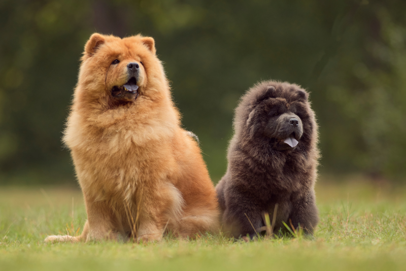 Chow Chow – a proud aristocrat in the dog world – Dr Malou