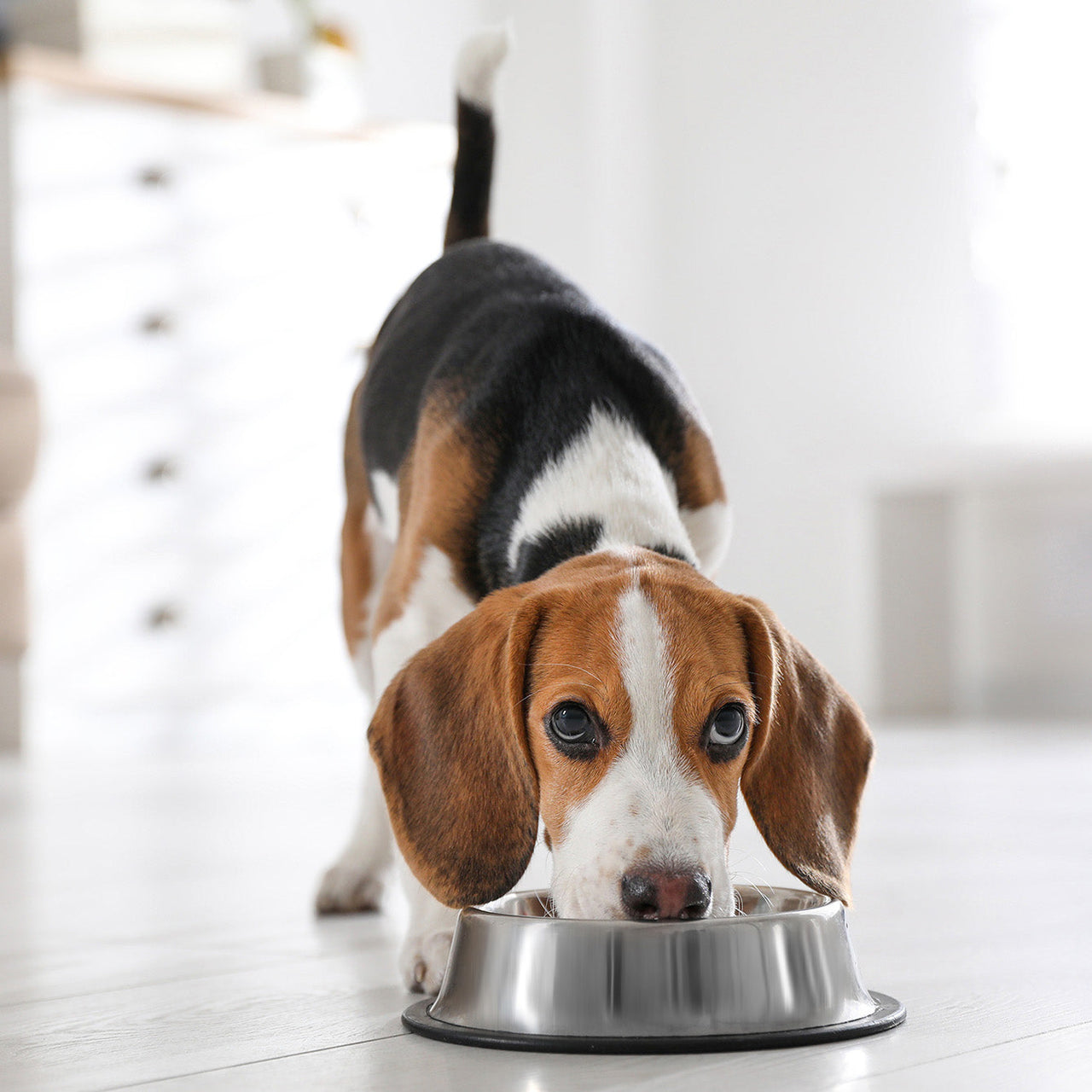 How to introduce Dr Malou freeze-dried food for dogs and cats?