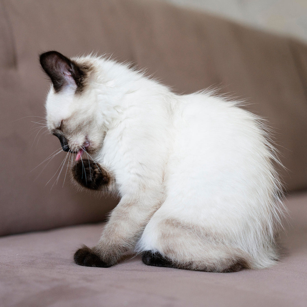 DR MALOU: Freeze-dried food for dogs and cats with allergies – Dr Malou