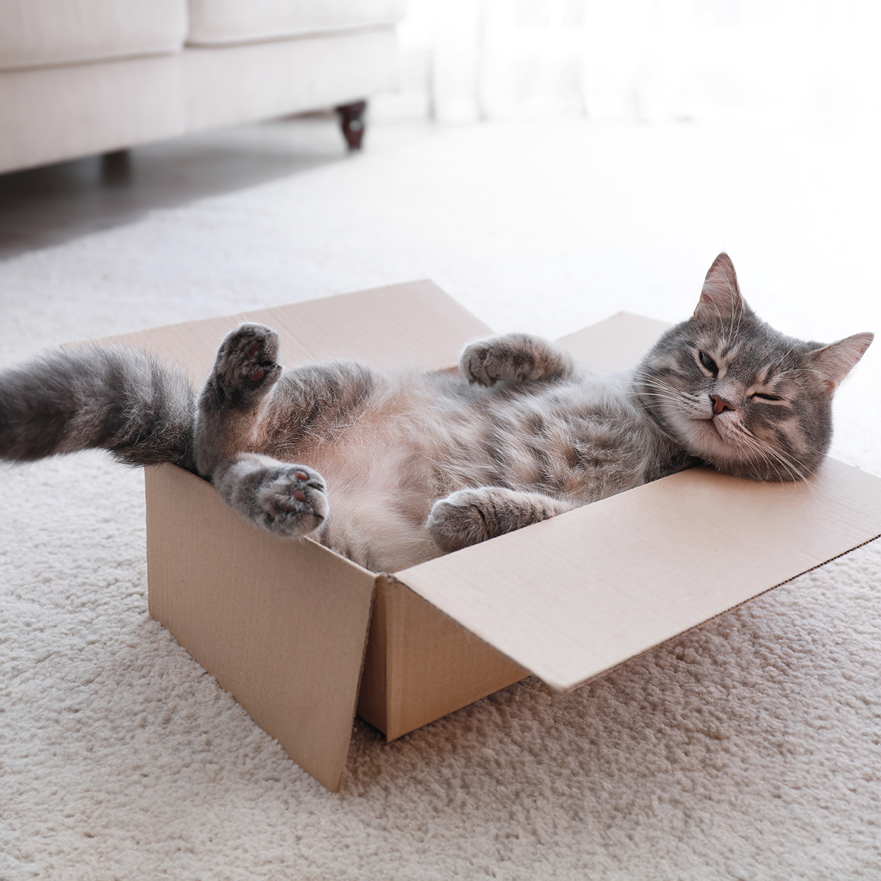 Dr. Malou cat treats – Dr Malou