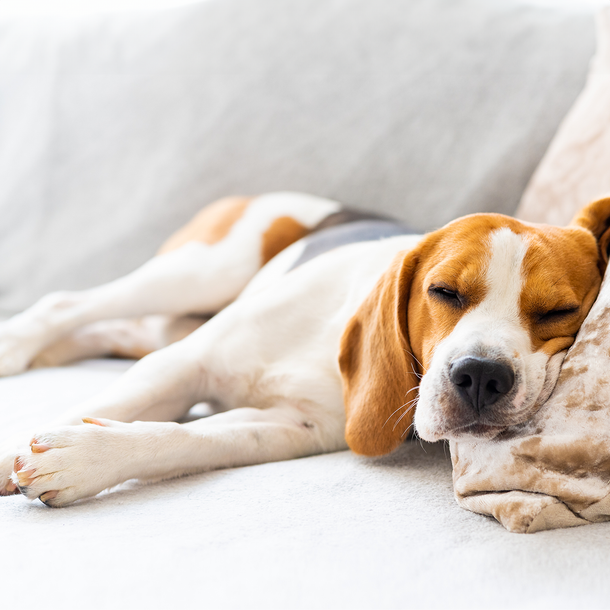 Dr. Malou cat treats – Dr Malou